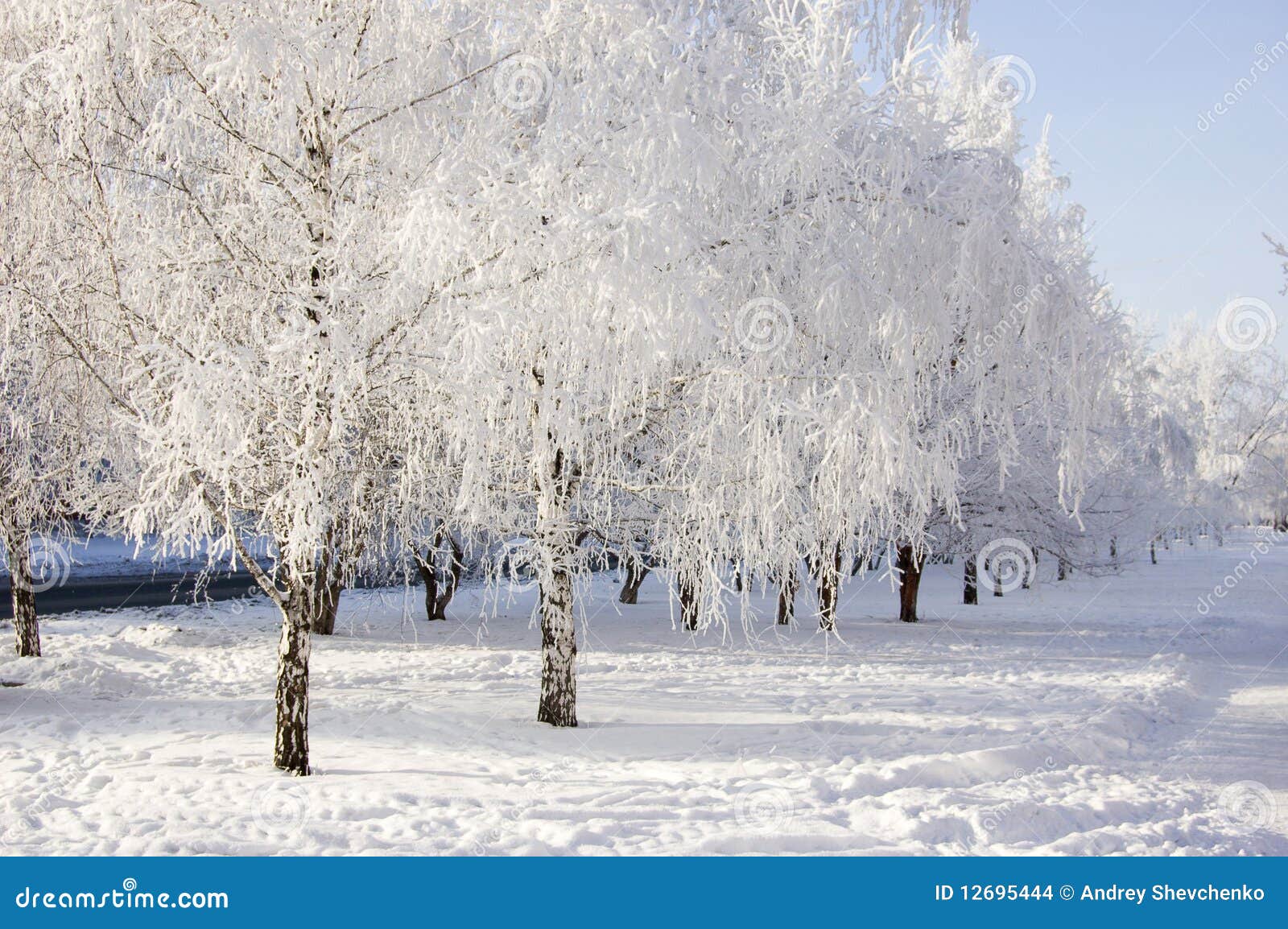 Winter birch trees alley stock photo. Image of snow, branch - 12695444