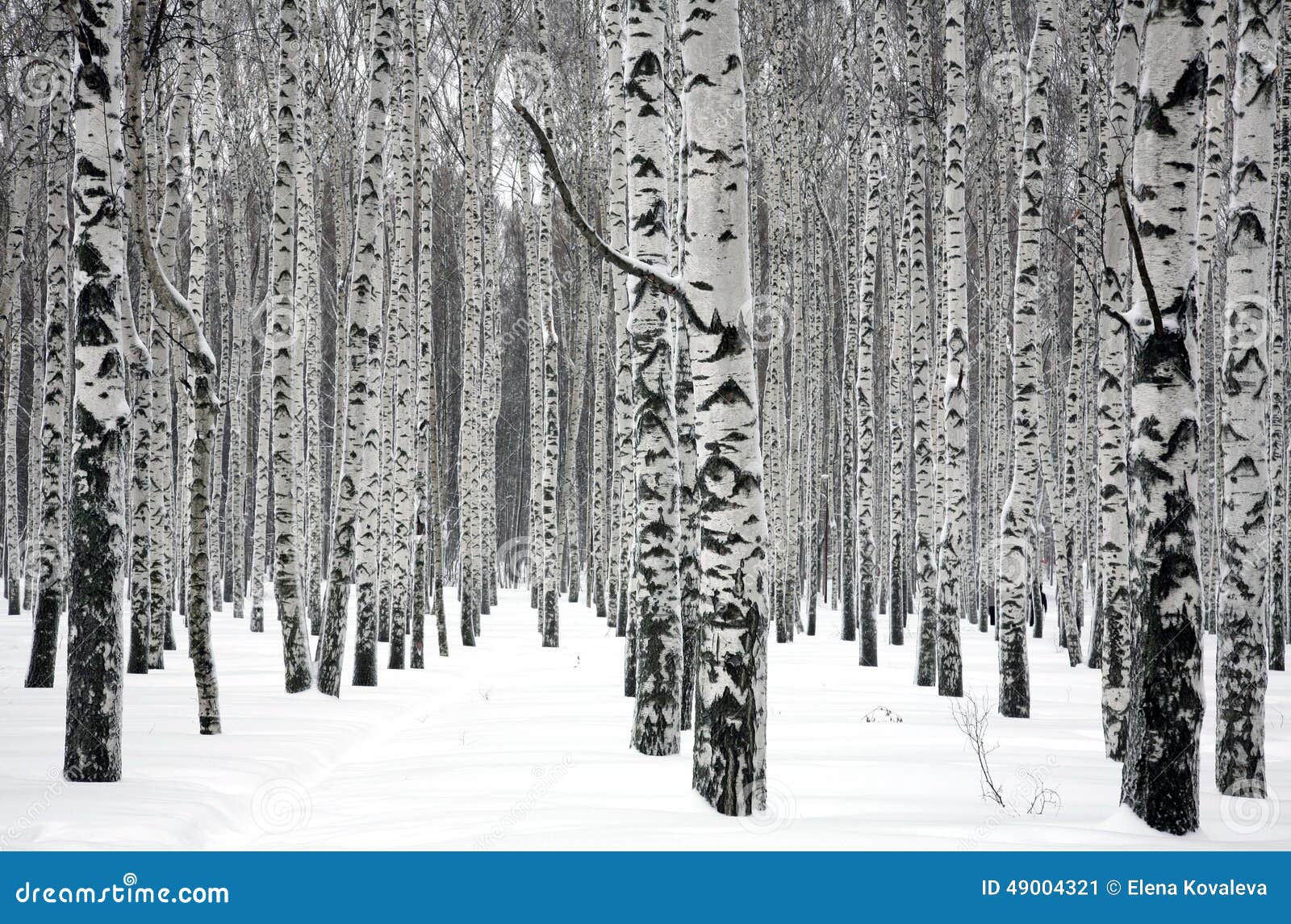 Winter birch trees stock image. Image of frost, beauty - 49004321