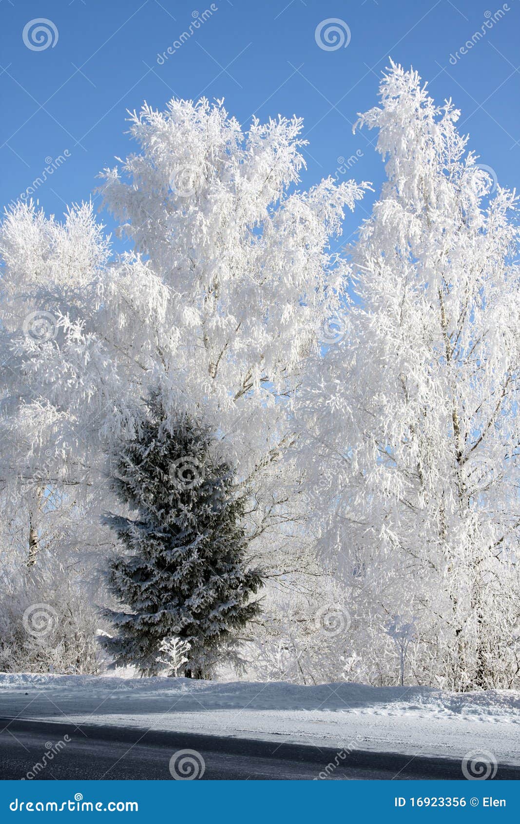 Winter. Birches and Single Fir Tree Stock Photo - Image of icicle ...