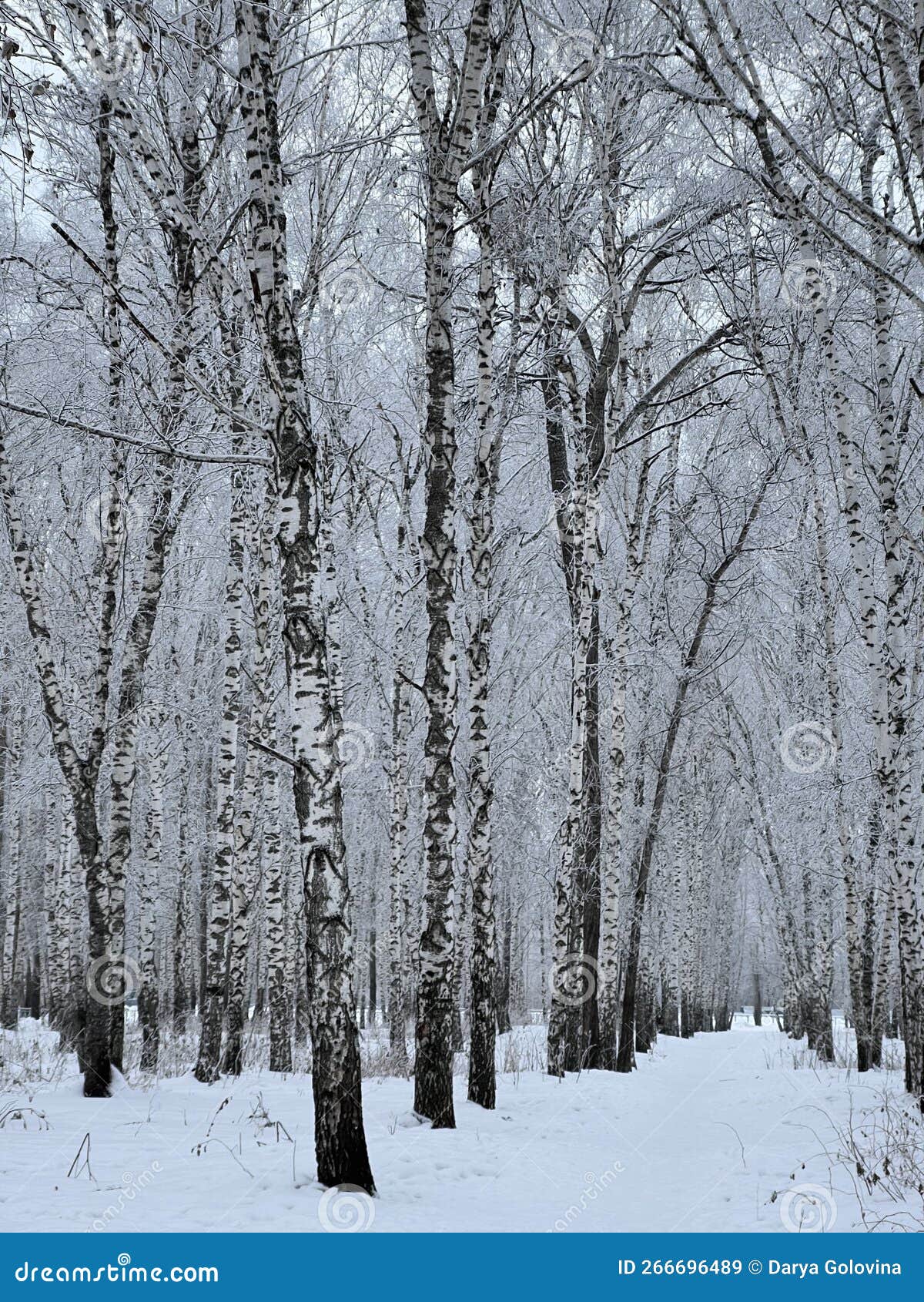 Winter birches stock image. Image of forest, birches - 266696489
