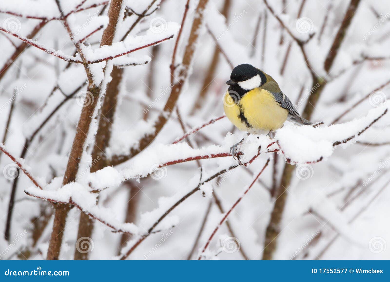 Winter bird stock image. Image of yellow, cold, dark - 17552577