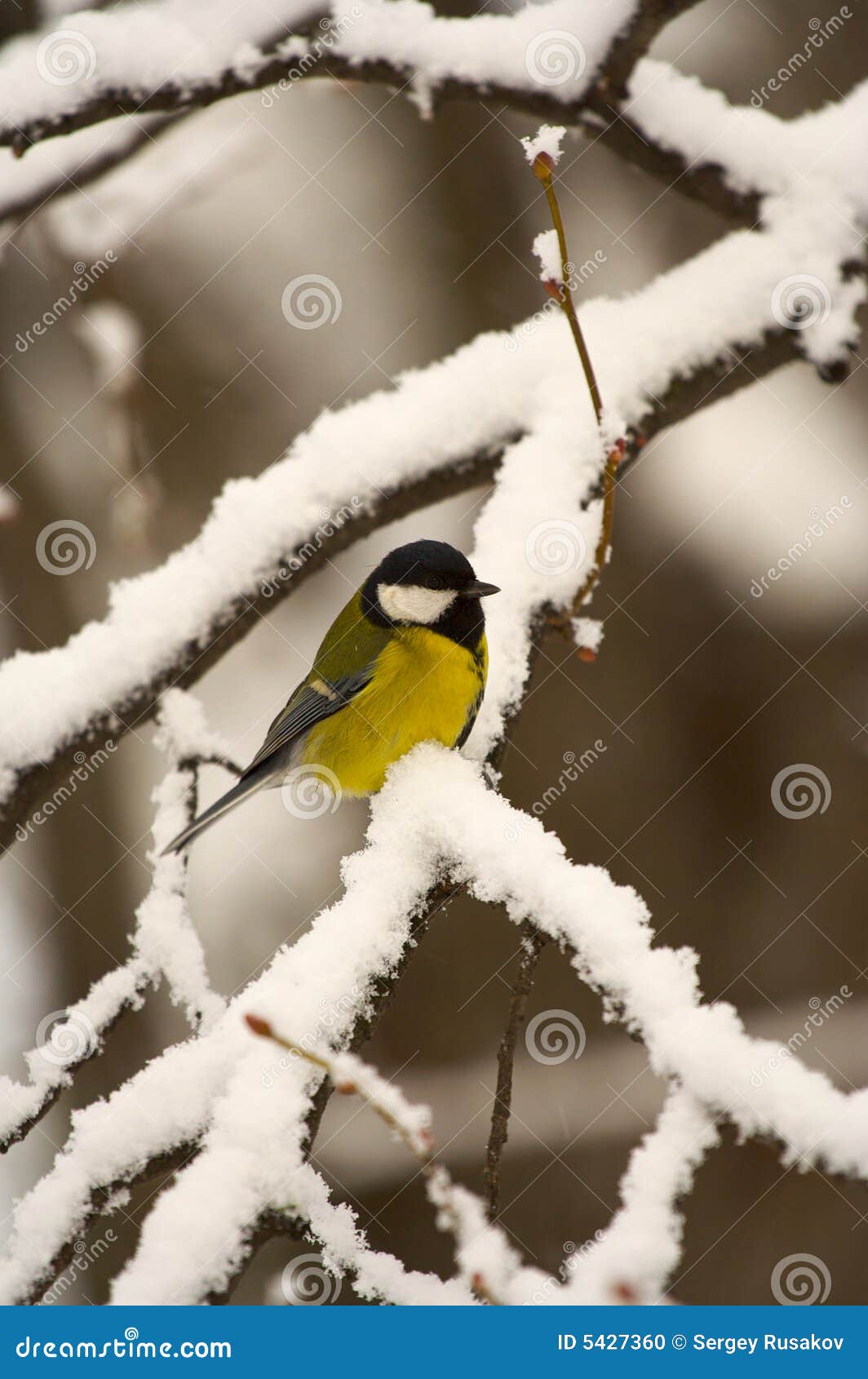 Winter bird stock photo. Image of covered, snow, double - 5427360