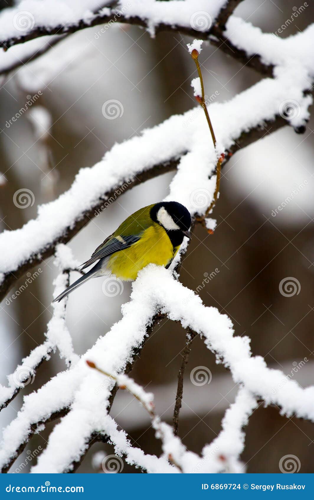 Winter bird stock photo. Image of ornithology, cute, scene - 6869724