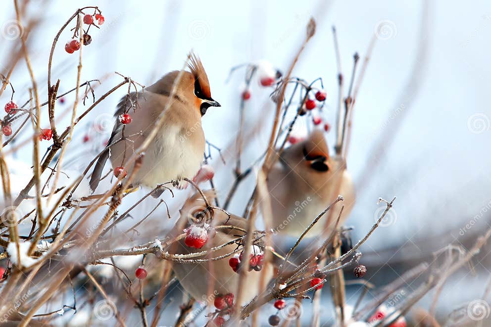 Winter birds stock photo. Image of nature, beak, animal - 29381888