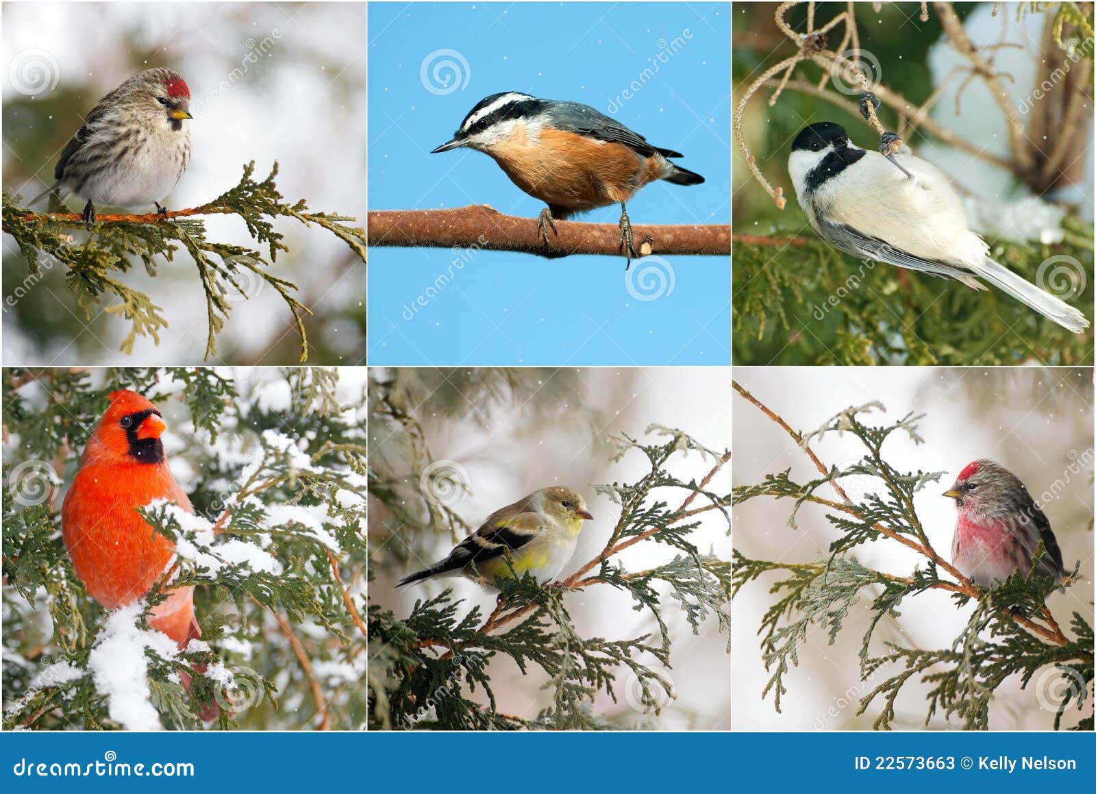 Winter birds collage. stock image. Image of female, bird - 22573663
