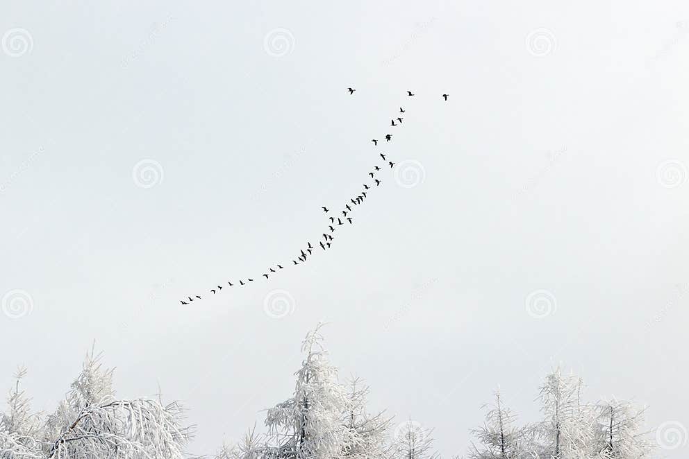 Winter birds migration stock image. Image of feather - 17579099