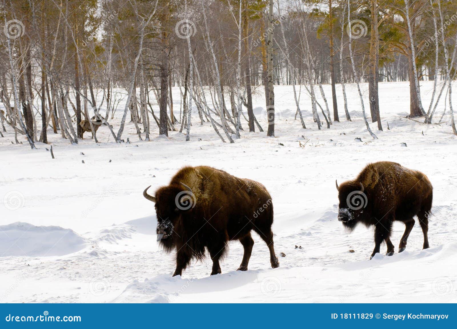 Winter is bison stock image. Image of winter, wildlife - 18111829