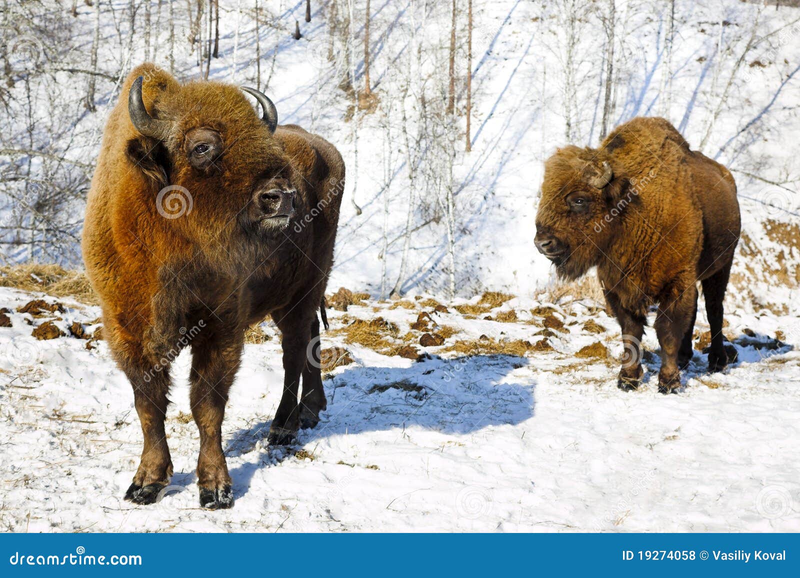 Winter bison stock photo. Image of animal, buffalo, park - 19274058
