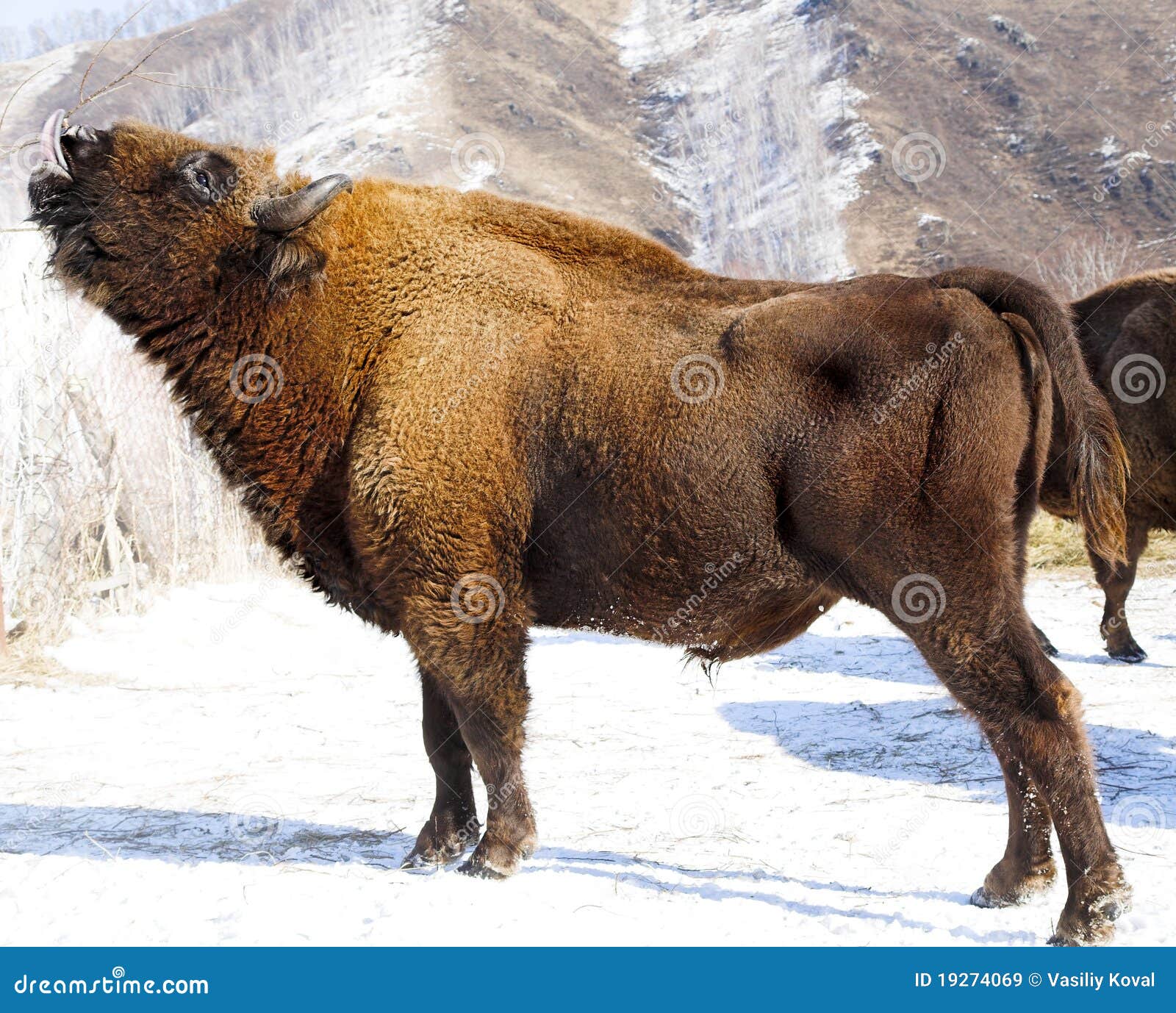Winter bison stock image. Image of national, portrait - 19274069