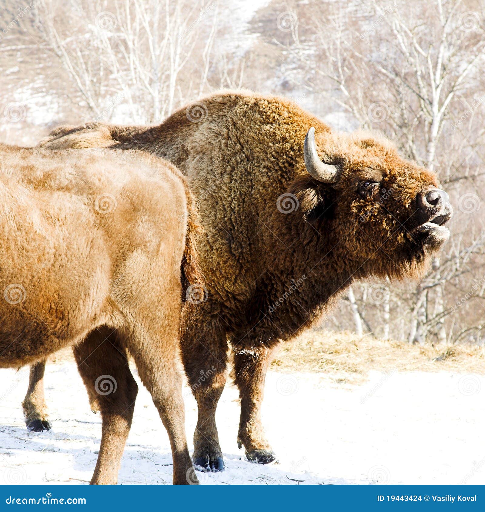 Winter bison stock photo. Image of standing, bison, ferocious - 19443424