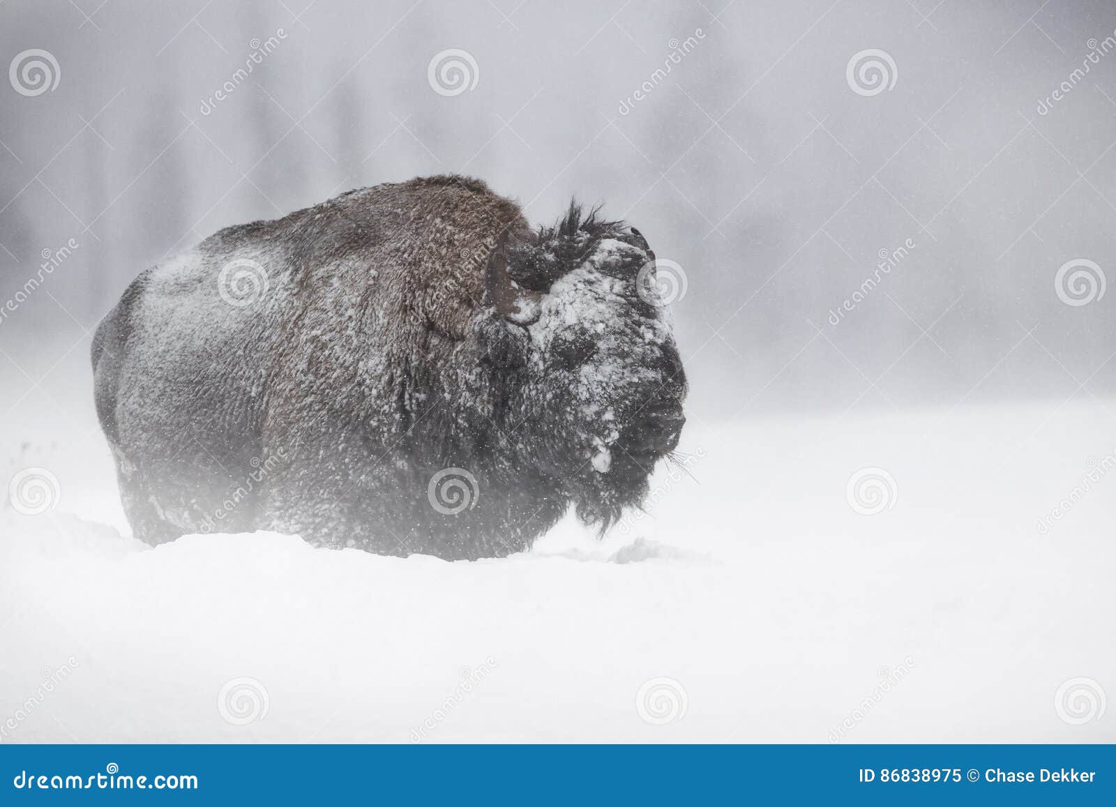 Winter-Bison stockbild. Bild von frost, leuchte, lamar - 86838975