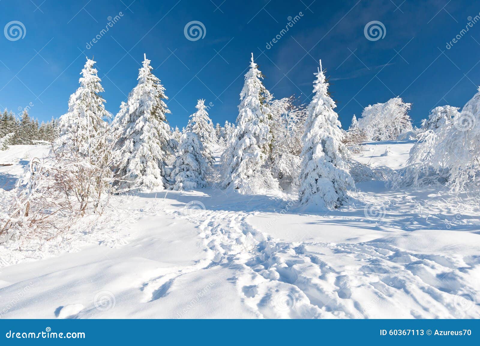 Winter in the Black Forest stock image. Image of frosty - 60367113