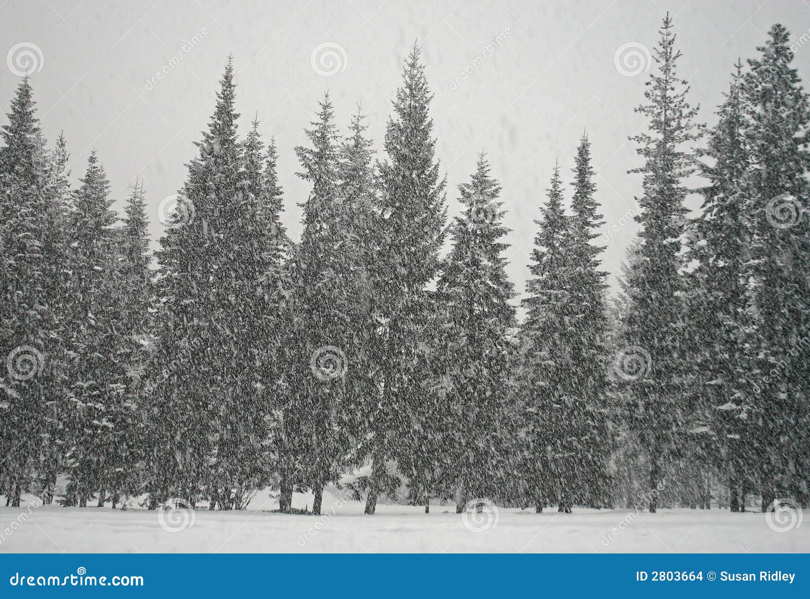 Winter Blizzard in Forest stock photo. Image of christmas - 2803664