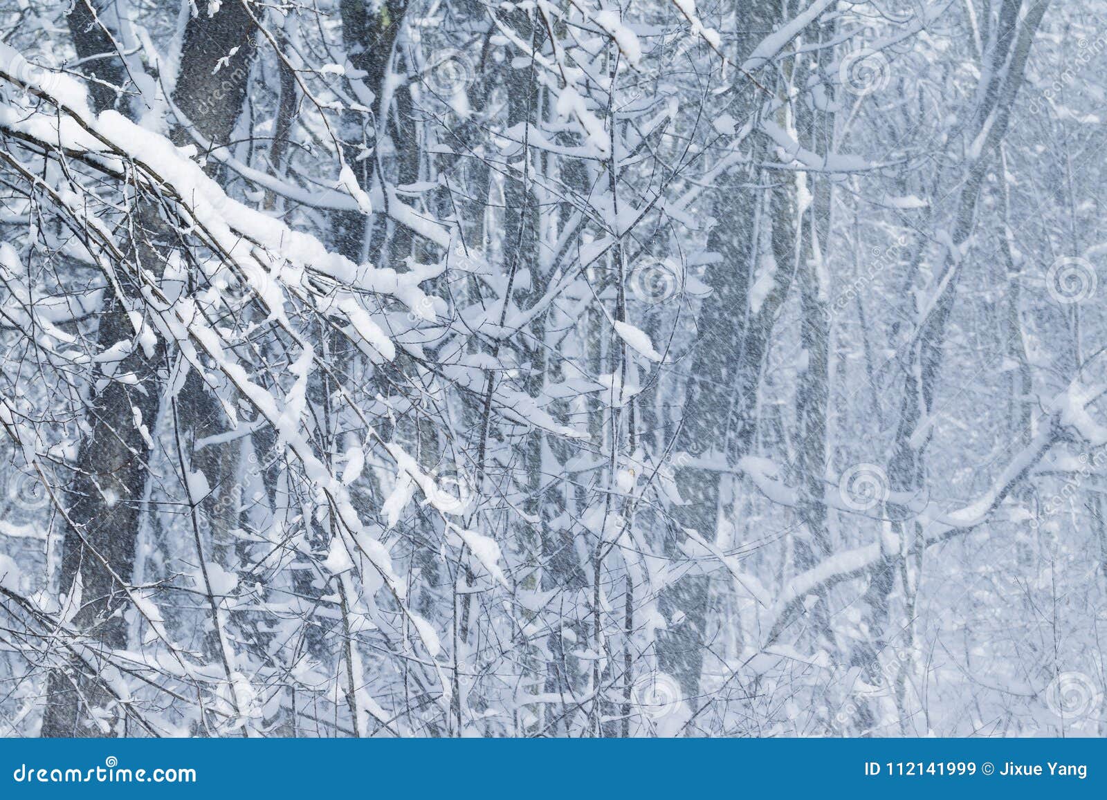 Winter Blizzard in Forest stock image. Image of winter - 112141999