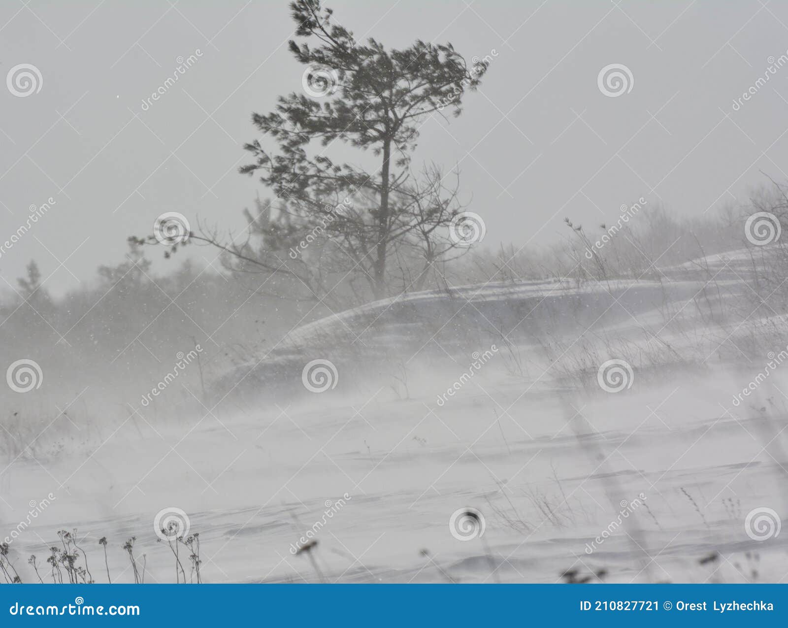 Winter Blizzard with Wind and Snow Stock Image - Image of blizzard ...