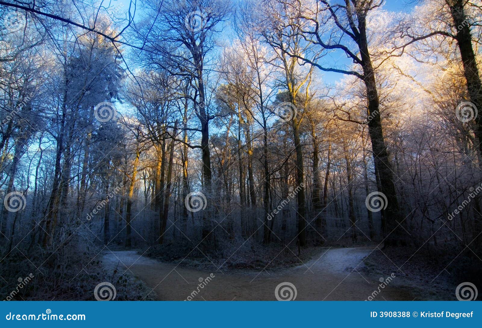 Winter blue stock photo. Image of colors, forest, display - 3908388