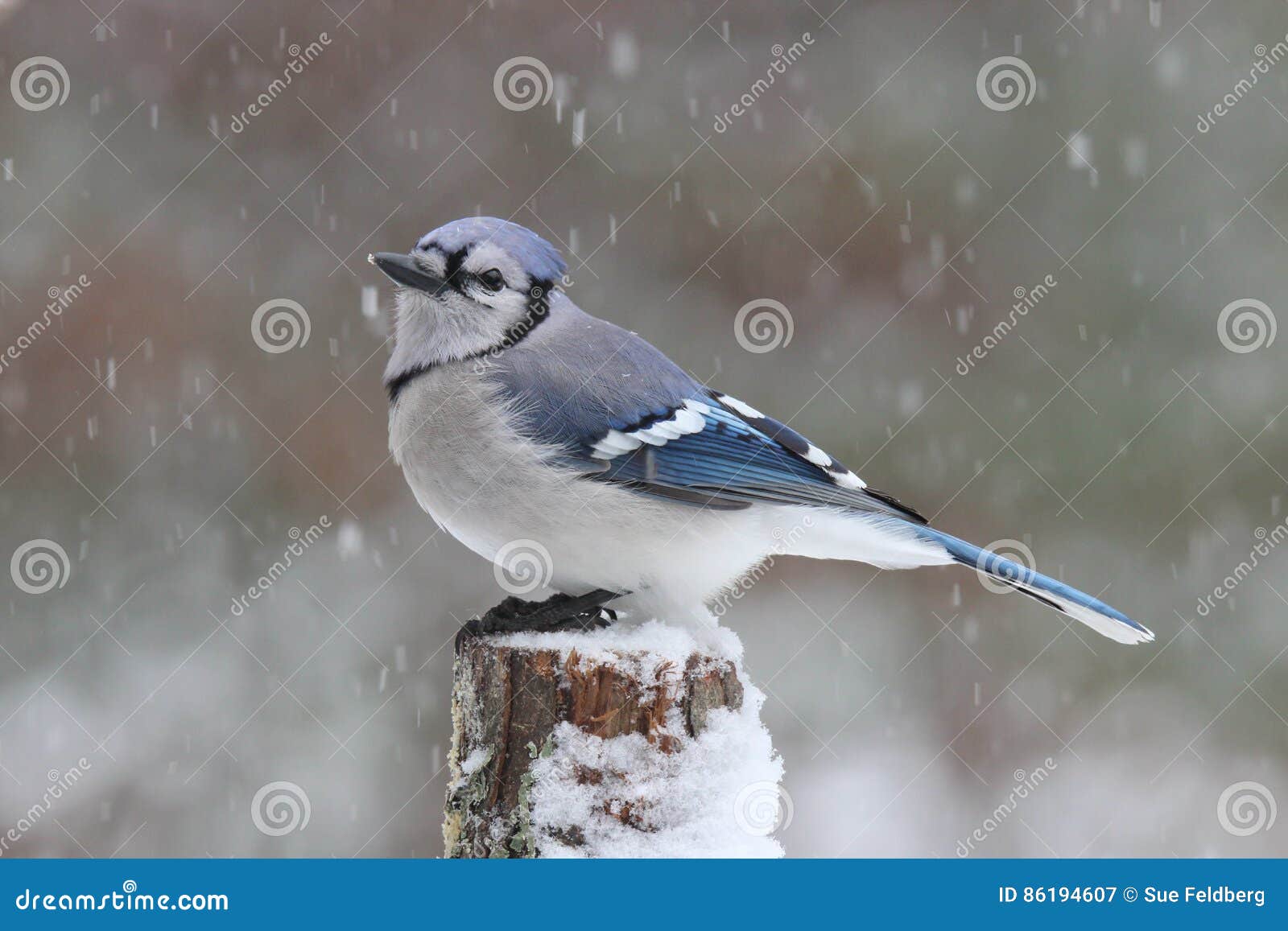 Winter Blue Jay in a Snow Storm Stock Image - Image of nature, perched ...