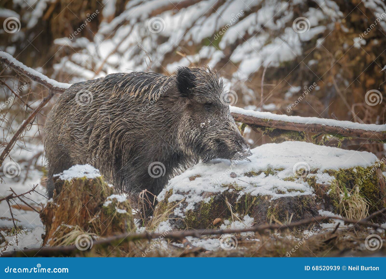 Winter boar stock image. Image of large, hardy, freeze - 68520939