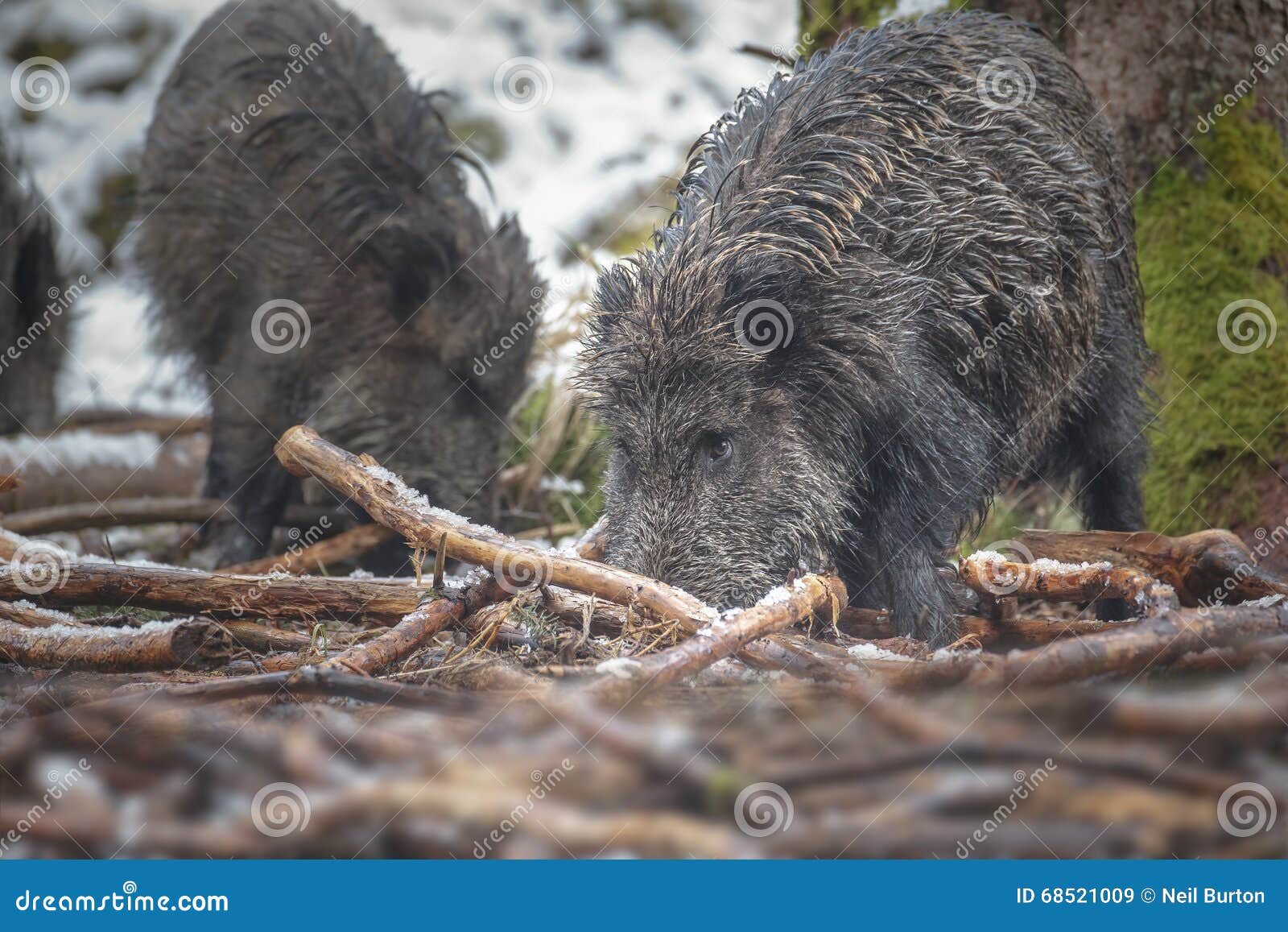 Winter boar stock image. Image of large, bavaria, boar - 68521009