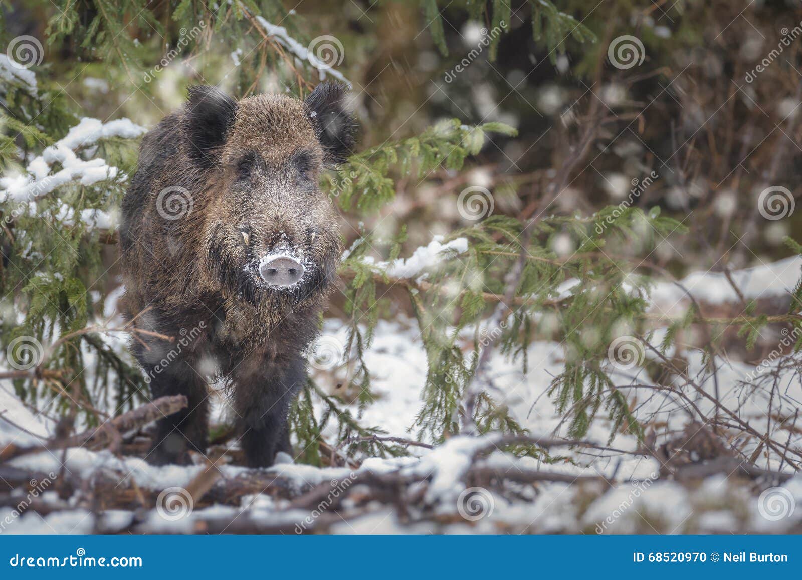 Winter boar stock photo. Image of hardy, people, cold - 68520970