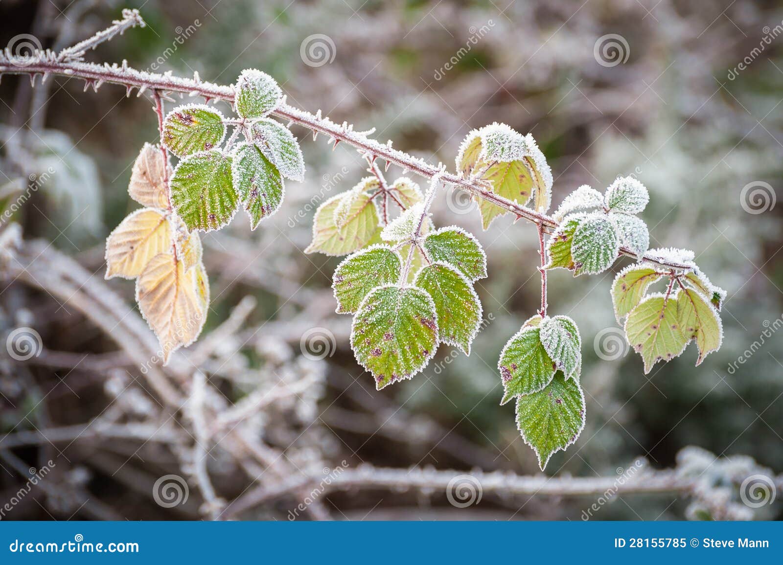 Winter brambles stock image. Image of stem, vegetation - 28155785