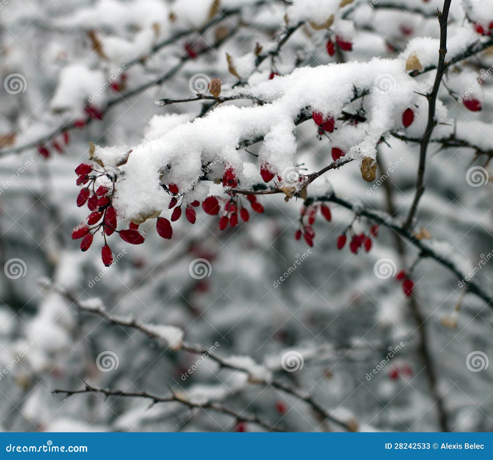 Winter branch stock image. Image of detail, plant, branches - 28242533