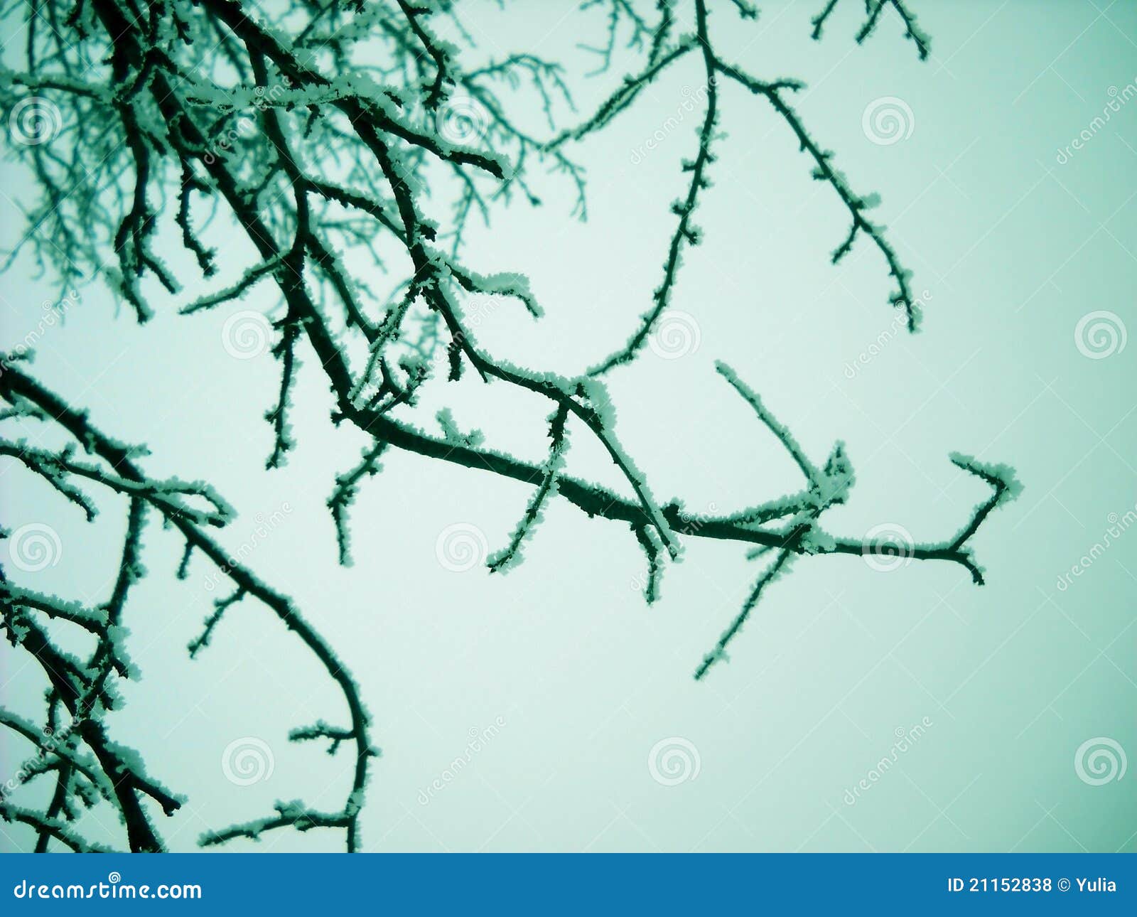 Winter branch background stock photo. Image of blue, chill - 21152838