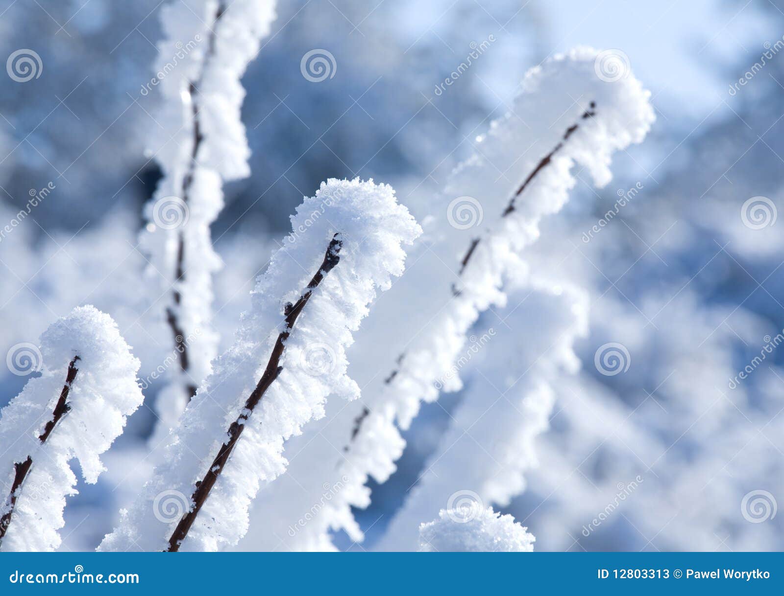 Winter - branch with snow stock image. Image of pure - 12803313