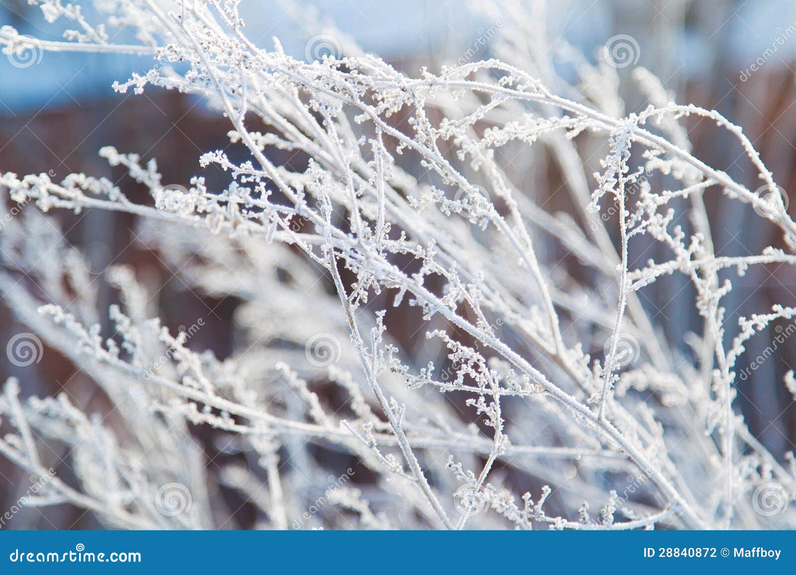 Winter branch with snow stock photo. Image of snow, background - 28840872