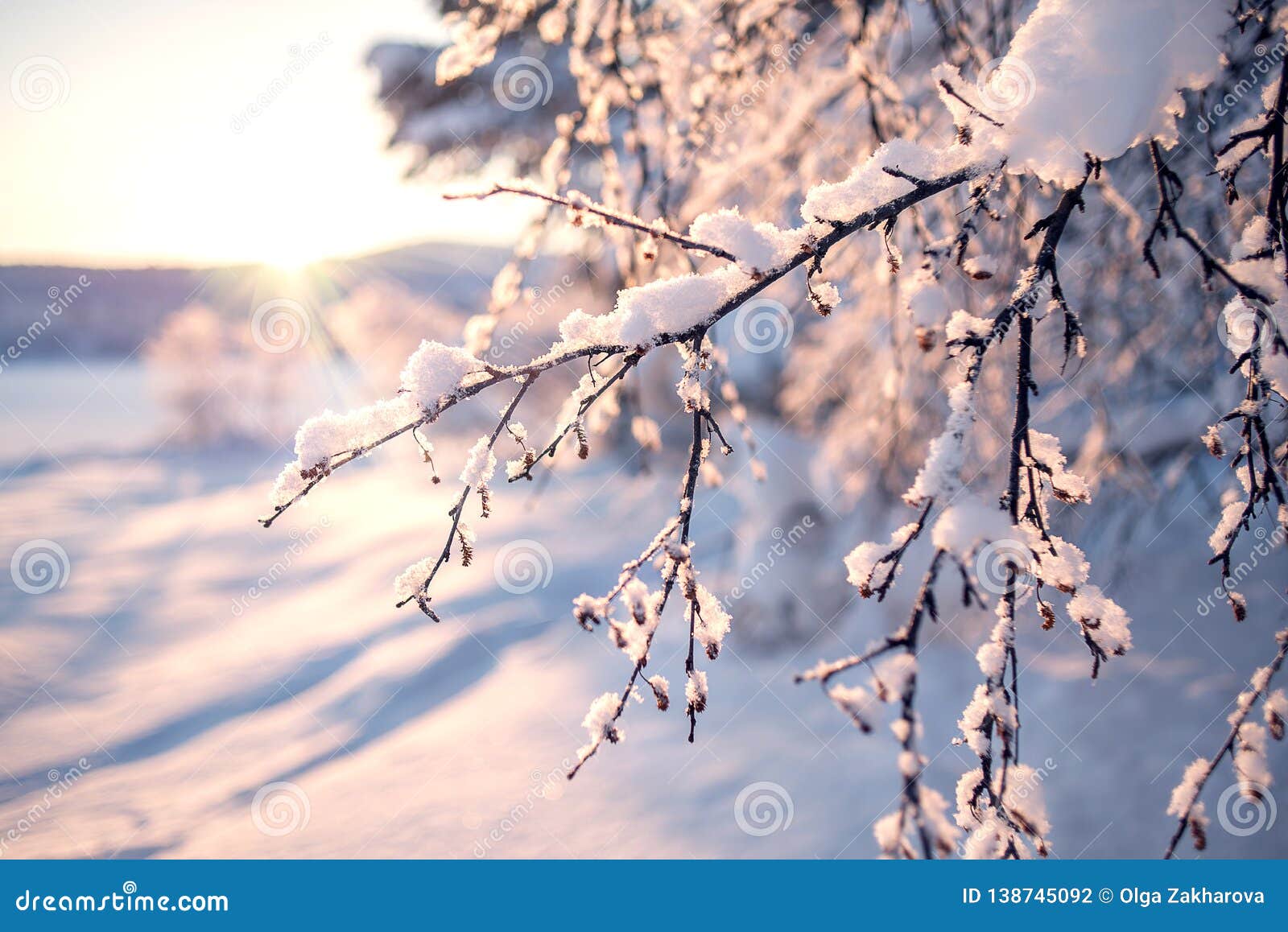 Winter branch in snow stock photo. Image of north, snow - 138745092