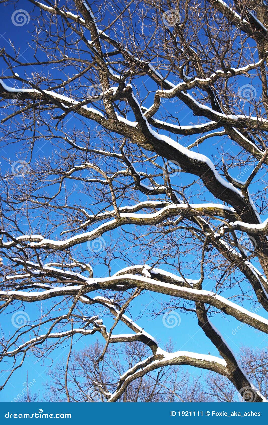 Winter branches stock image. Image of obsolete, outdoors - 1921111
