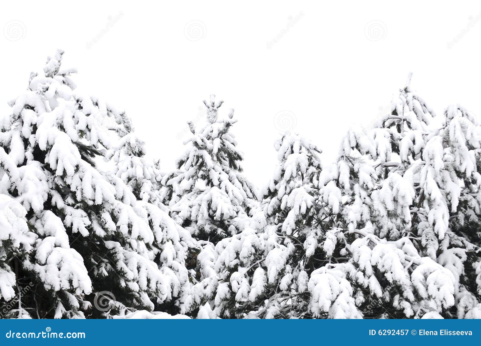 Winter branches stock image. Image of closeup, isolated - 6292457
