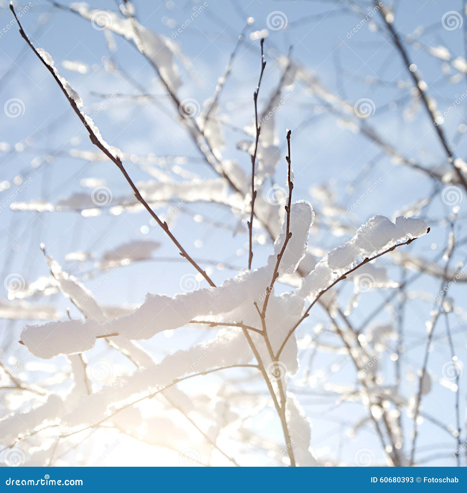Winter branches stock image. Image of snowy, december - 60680393
