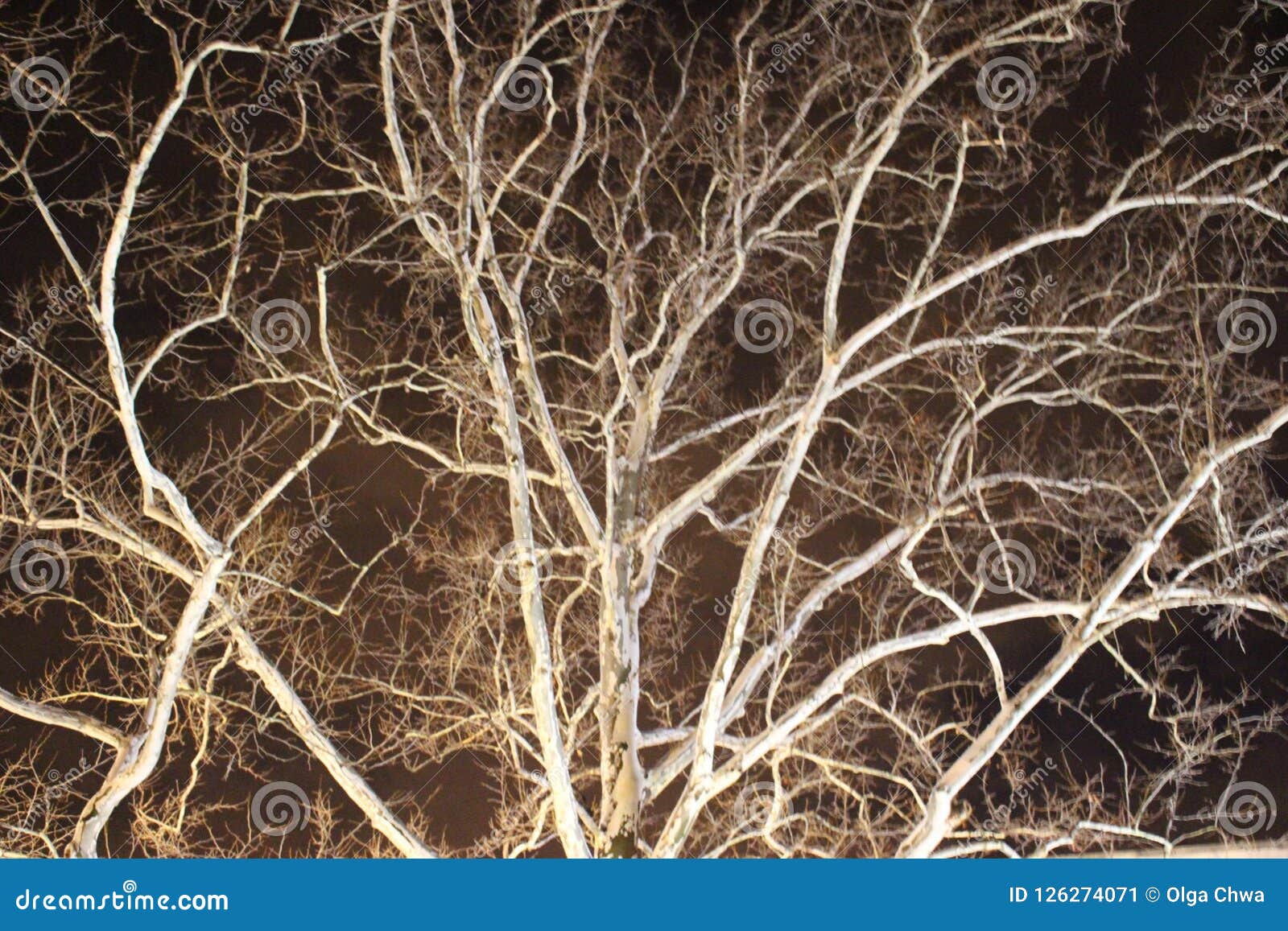 Winter Branches Illuminated In Night Picture. Image: 126274071