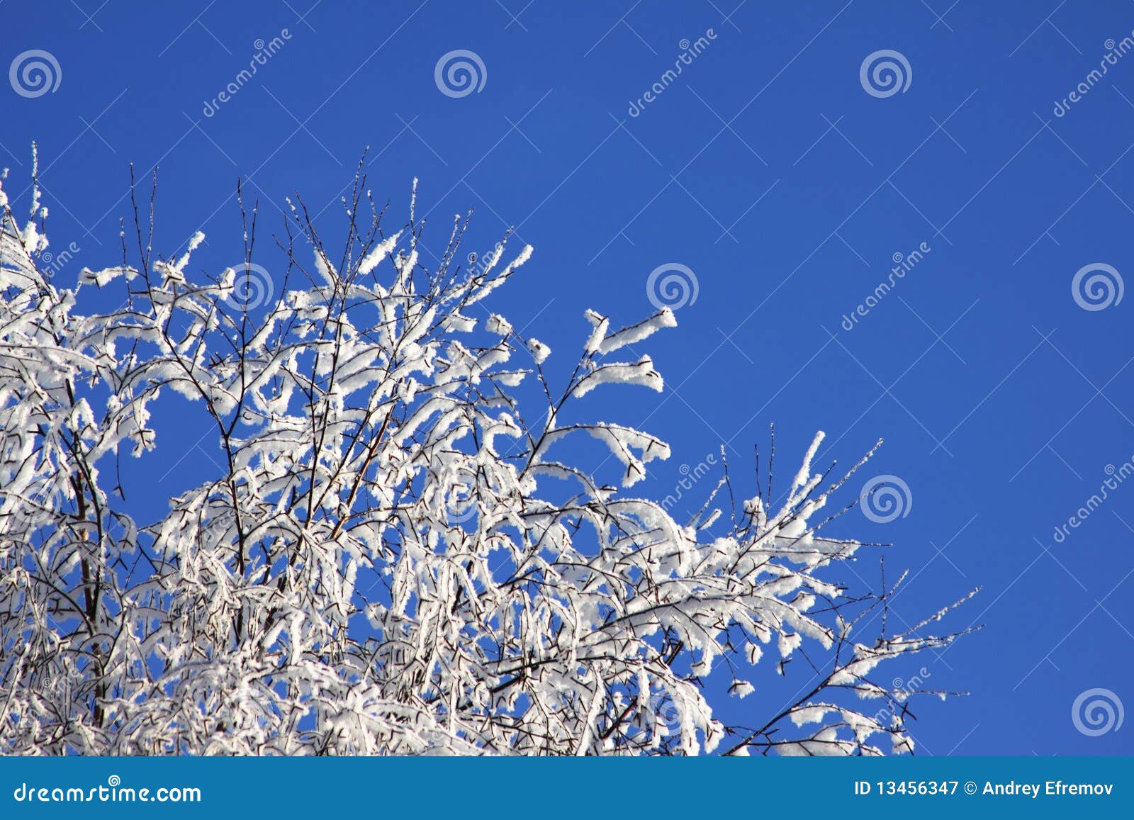 Winter Branches of a Tree in Hoarfrost Stock Image - Image of covering ...