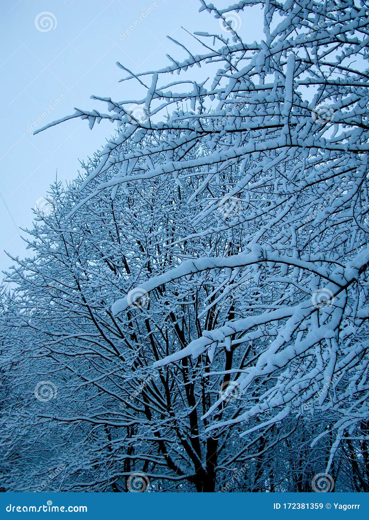 Winter Branches of Trees after Heavy Snow, Toning Stock Image - Image ...