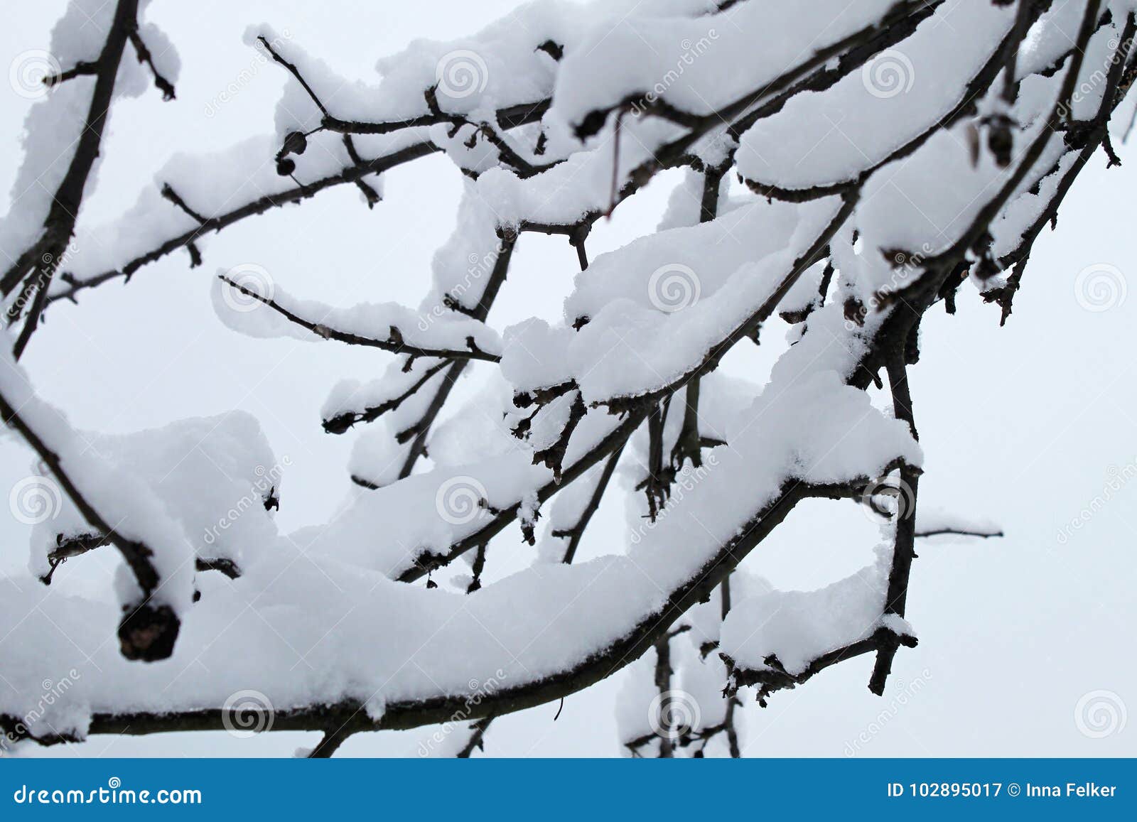 Winter Branches of Trees with Snow Stock Image - Image of nature ...