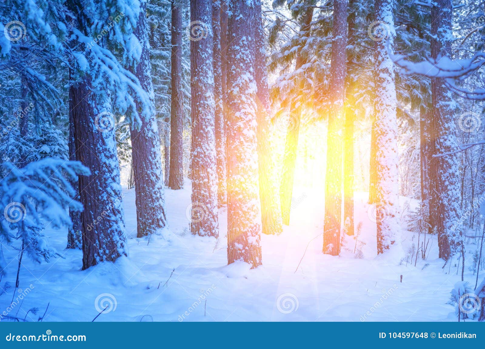 Winter bright landscape stock photo. Image of background - 104597648