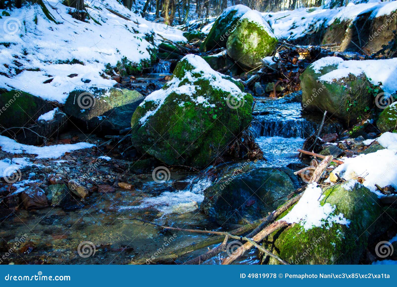 Winter Brook Trout stock photo. Image of snow, snowfall - 49819978