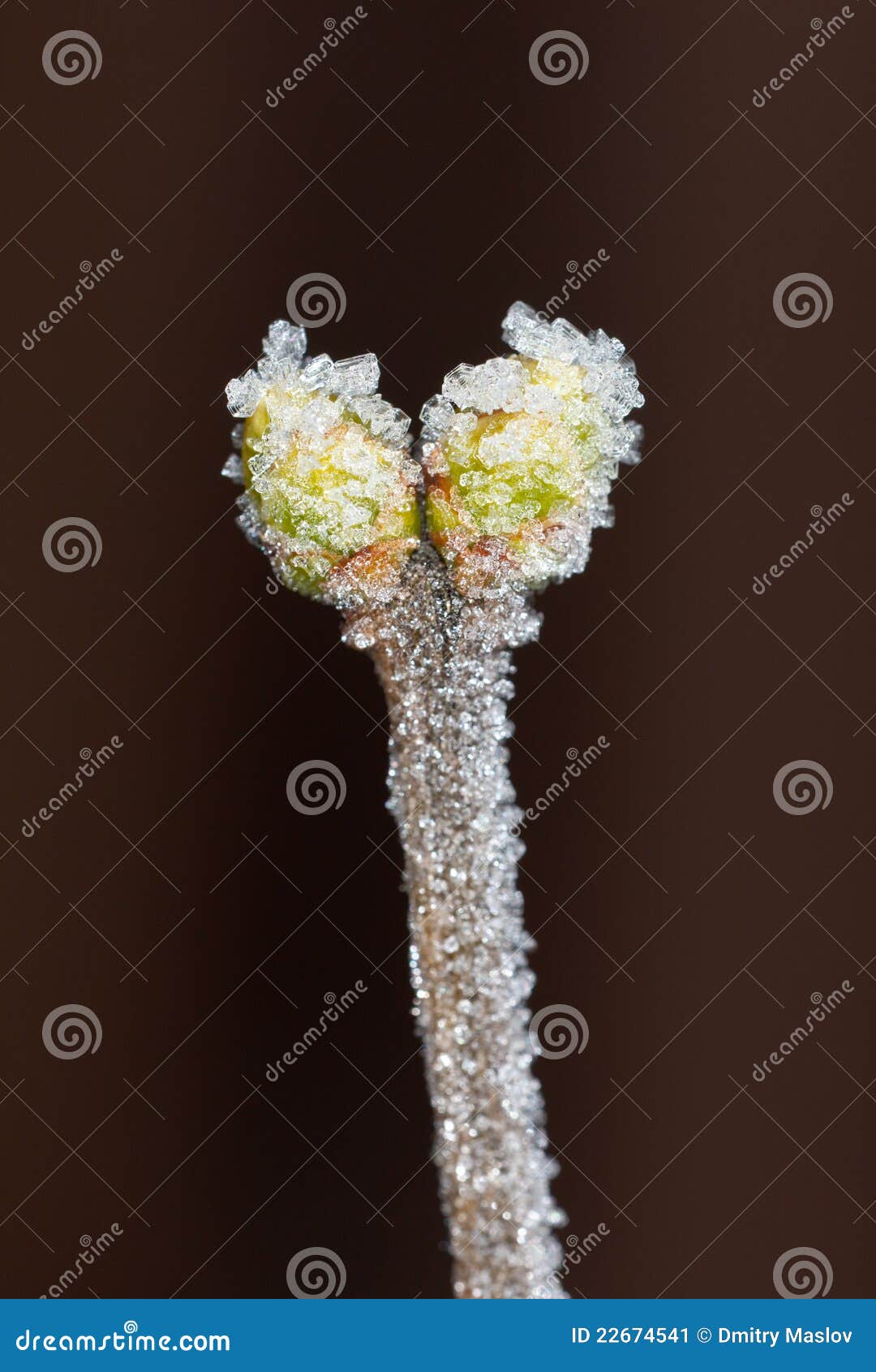 Winter buds stock image. Image of green, twig, buds, branches - 22674541