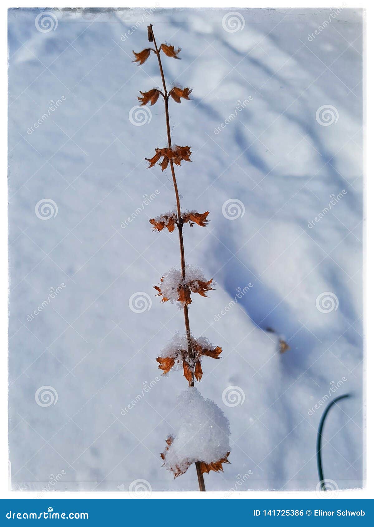 Winter buds stock photo. Image of florets, snow, plants - 141725386