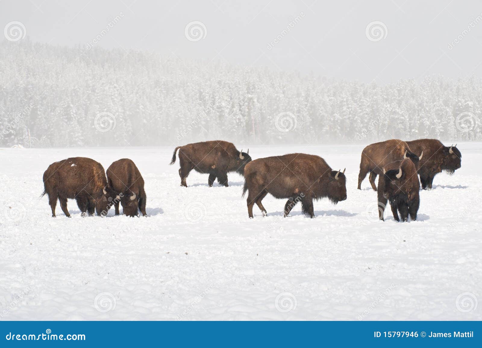 Winter Buffalo Herd stock photo. Image of abundance, snow - 15797946