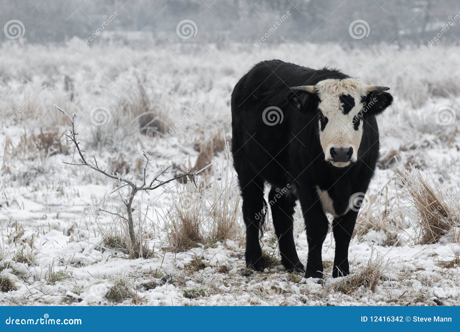Winter bull stock photo. Image of field, grazing, outside - 12416342