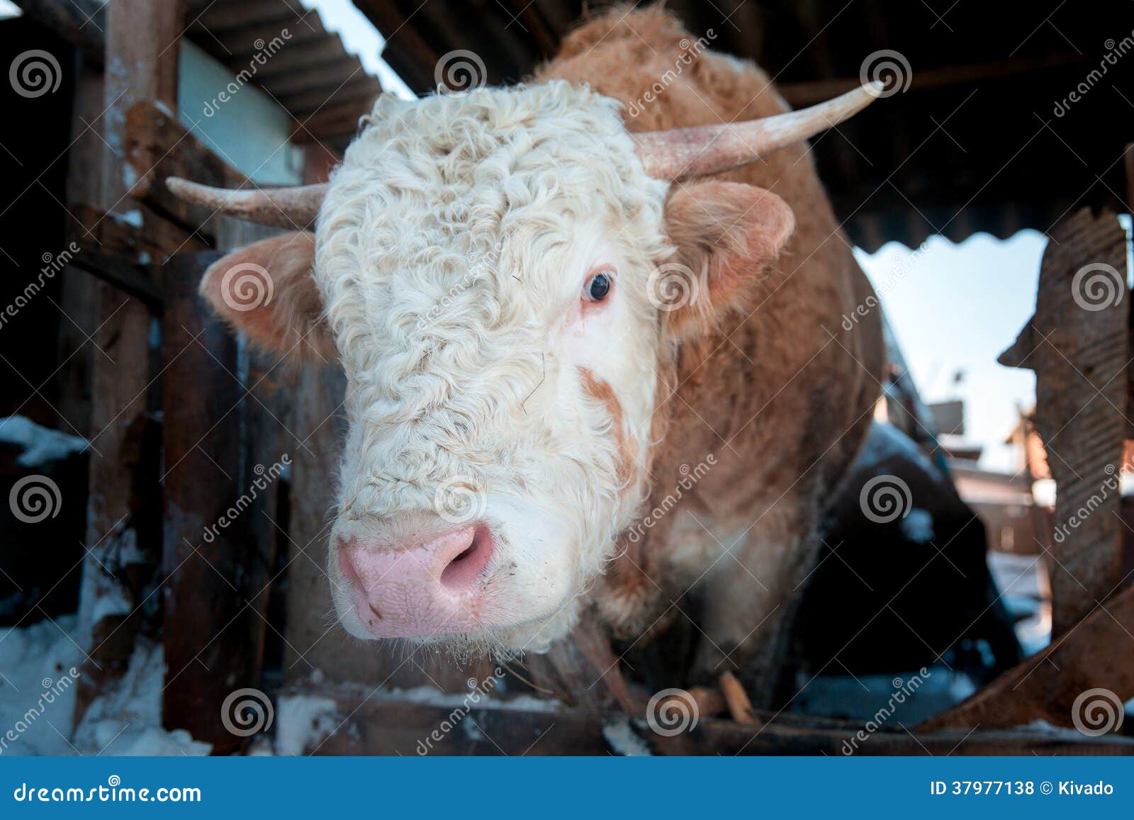 A winter bull. stock photo. Image of rancho, russia, cold - 37977138