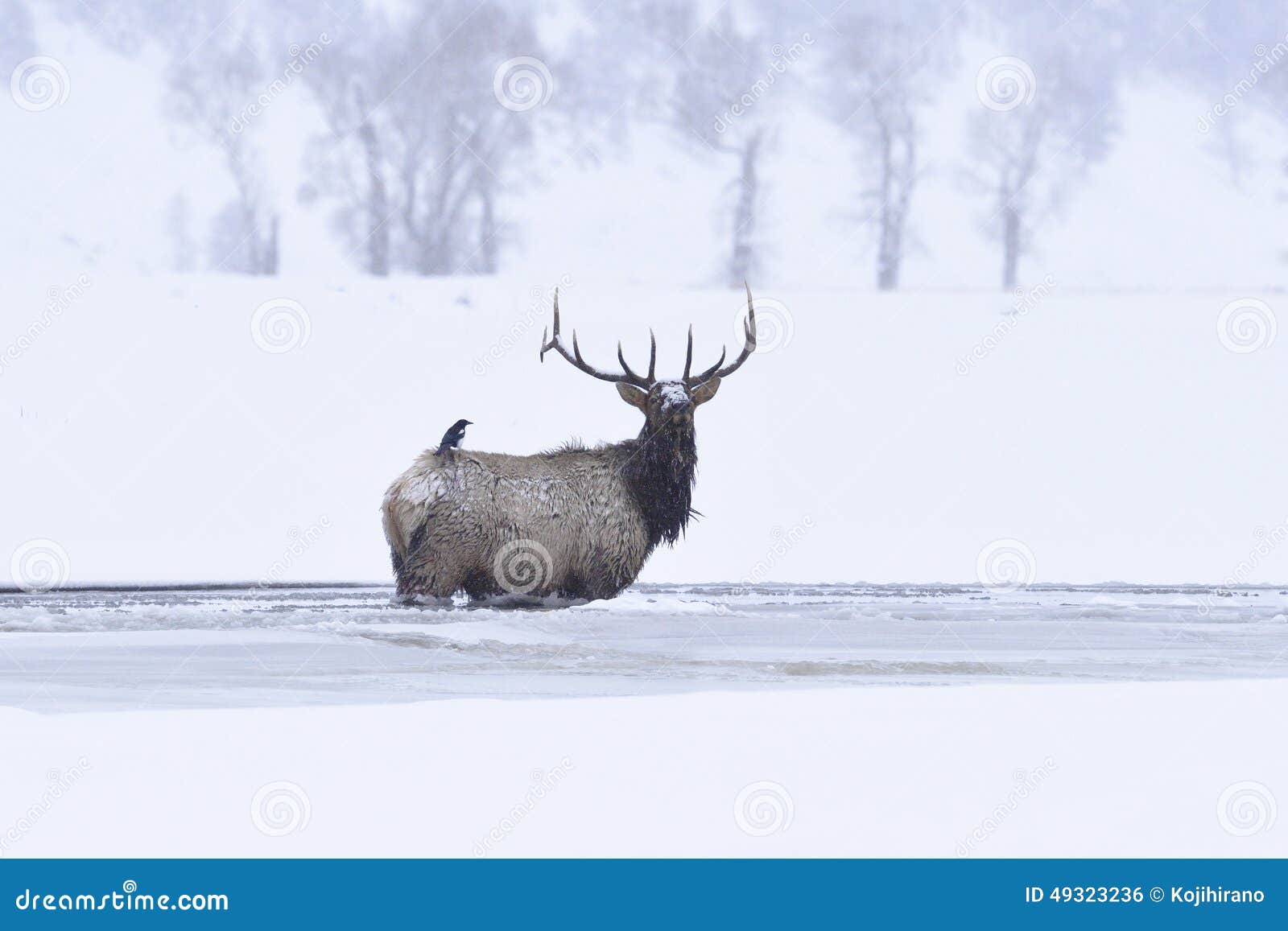 Winter bull elk stock photo. Image of bird, scene, scenic - 49323236