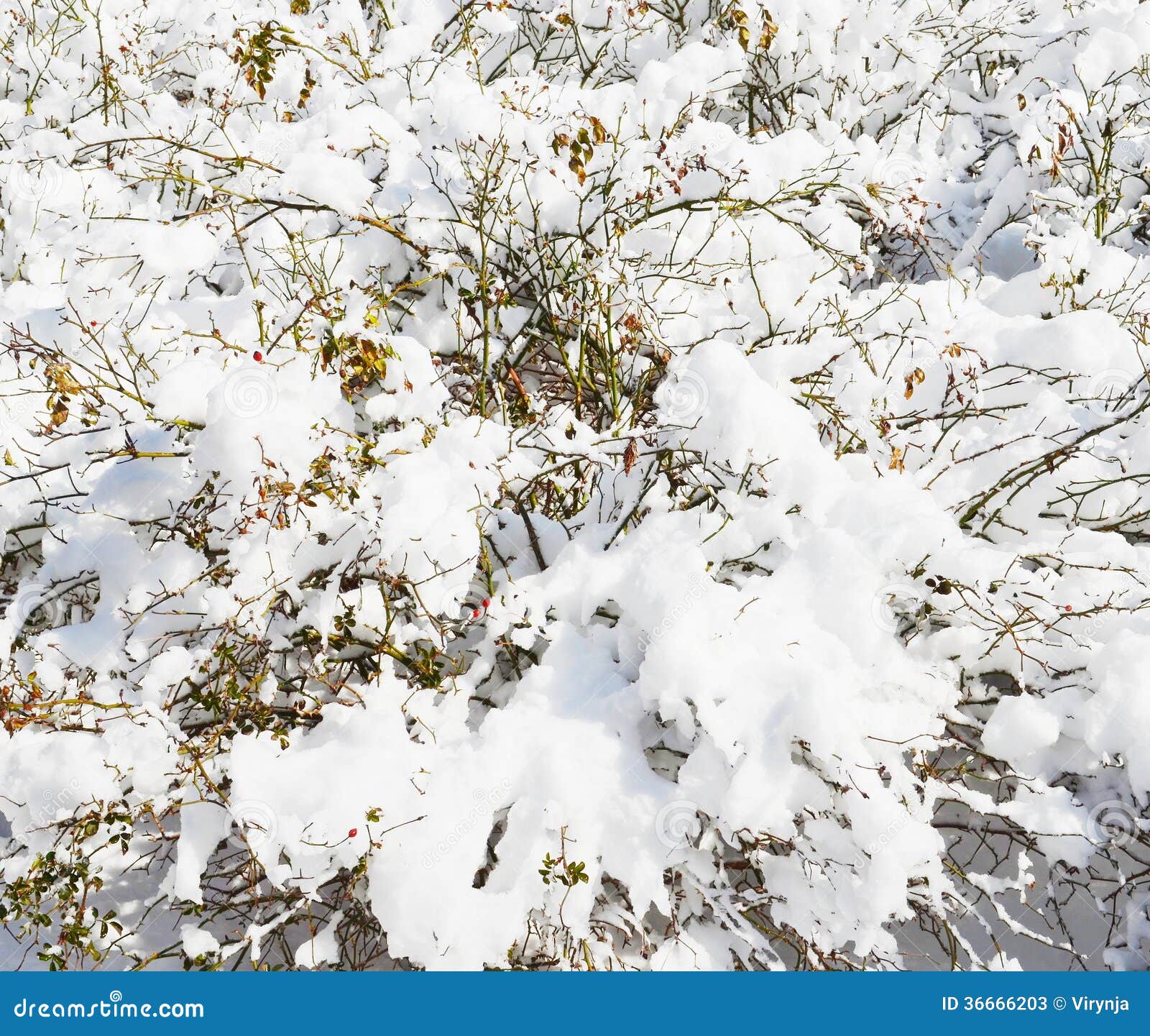 Winter bush stock image. Image of frozen, path, lane - 36666203