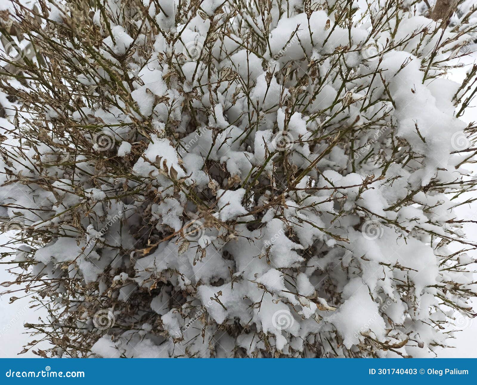 Winter Bush Isolated on White Background Stock Image - Image of ...
