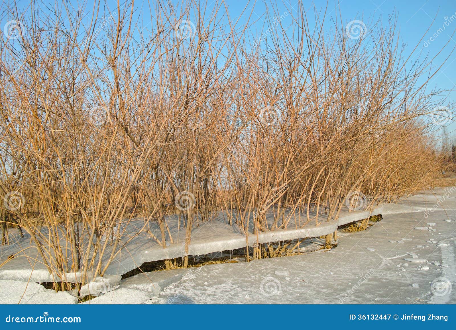 Winter bush stock image. Image of winter, shrubbery, frost - 36132447