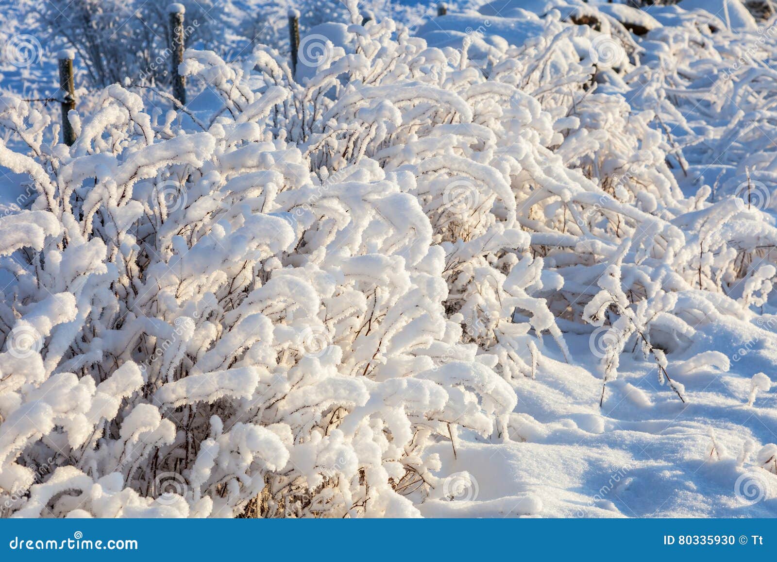 Winter bushes stock photo. Image of landscape, cold, shrub - 80335930
