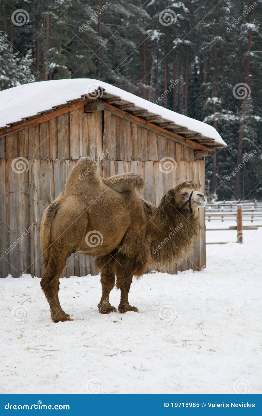 Winter camel stock image. Image of wildlife, seasonal - 19718985